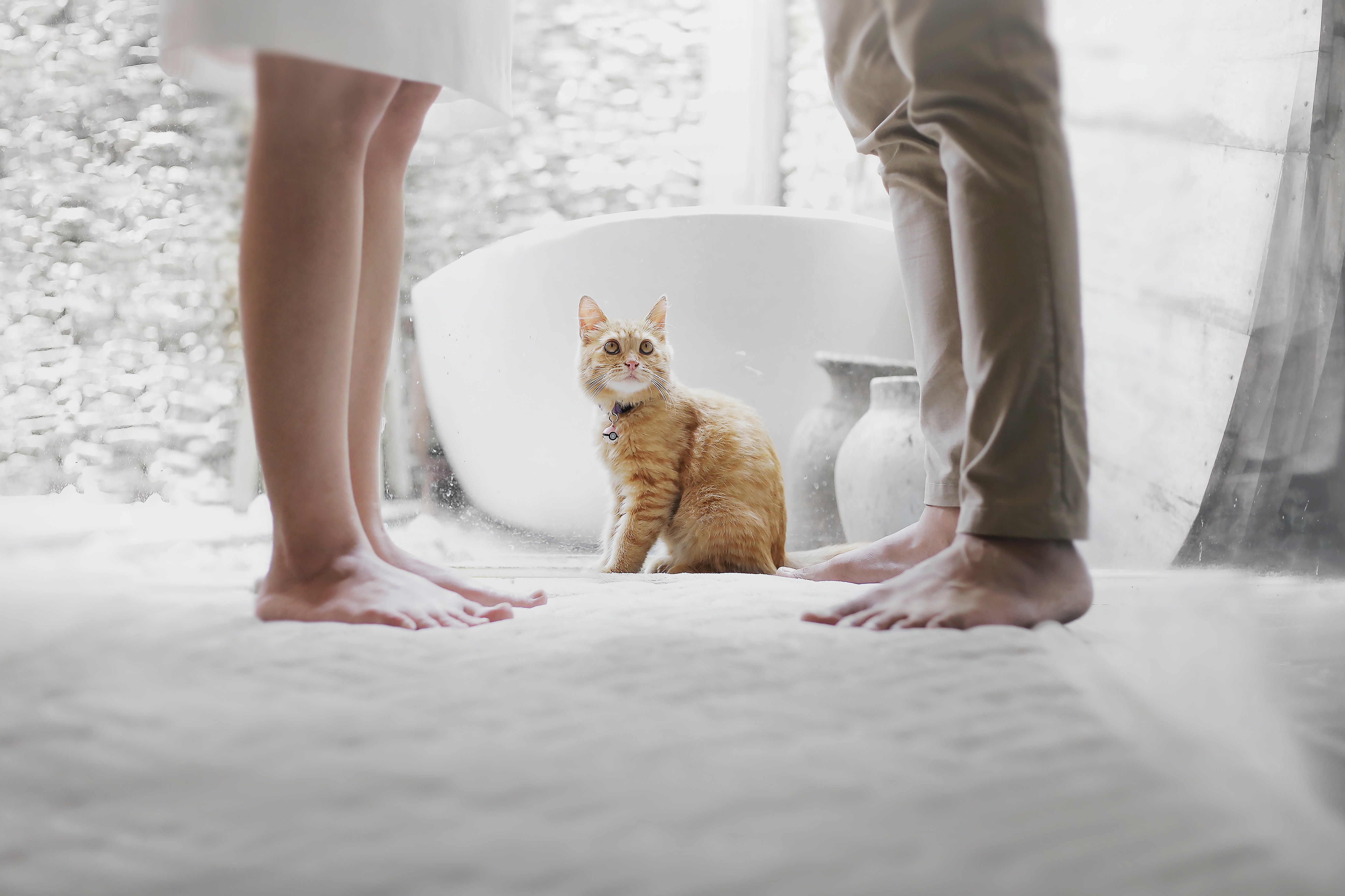 Best Cat Food For Shedding Control Top 4 For A Healthy Coat Choosey 